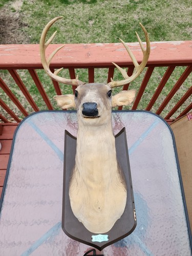 Gemmy The Buck Animated Trophy Singing Talking Deer Wall Mount NEEDS ...