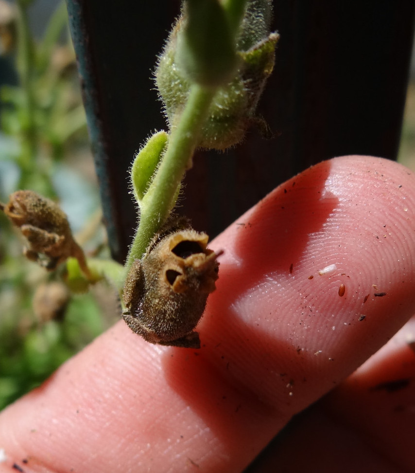Snapdragon Seed Pod PIXIE SKULLS Snapdragon Seed Pod Sterling Silver
