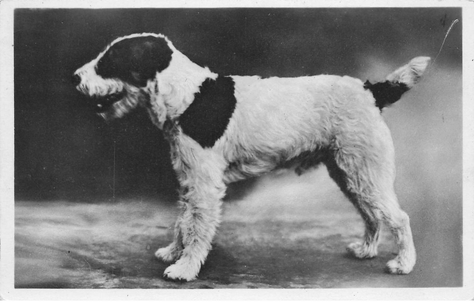 Dog #27287 1 Pretty Fox Terrier | eBay