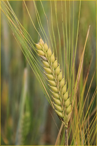 Georgia Gore Wheat Seed | eBay