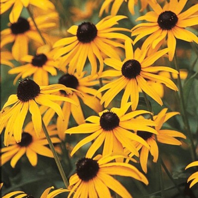 BLACK-EYED SUSAN 25 FRESH FLOWER SEEDS FREE USA SHIPPING | eBay