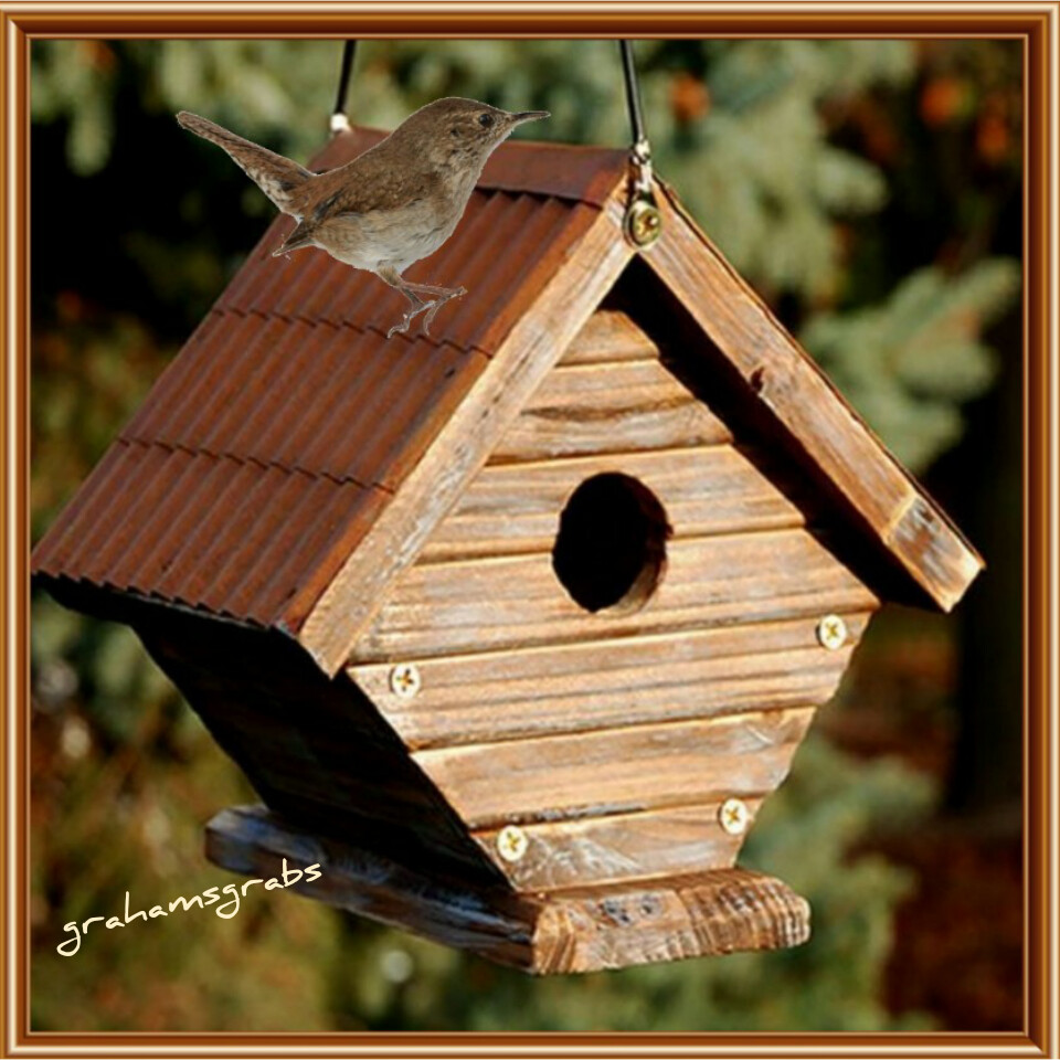Wren Bird House Plans Woodlink Wren House Kit | Bird Watcher's General