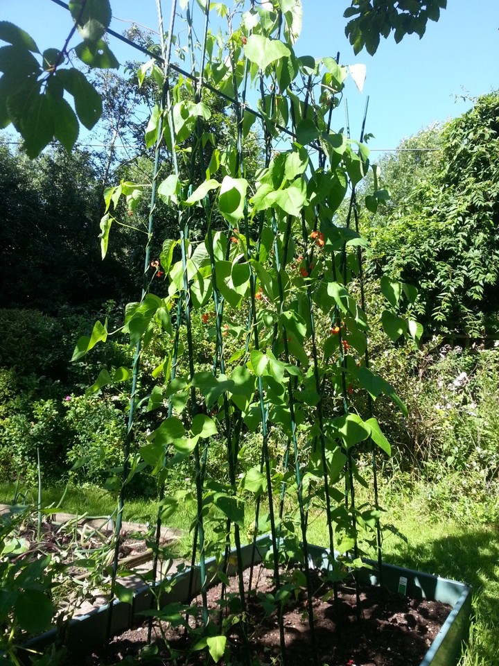 Pea and Bean Buddy Runner Bean Frame Climbing Plant Support 1.2m x 2.4m ...