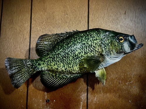 13 Inch Crappie Taxidermy Fish Mount! | eBay