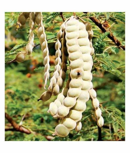 Vinarghya Acacia Nilotica Whole Indian Herb Babul Phalli,Keekar Phali ...