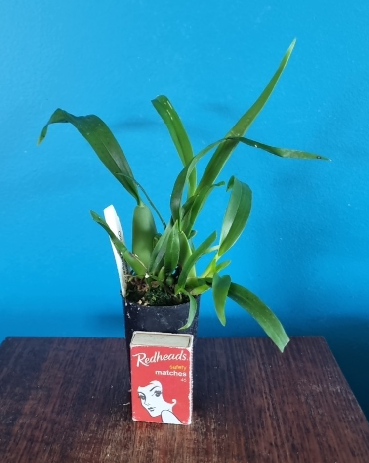 Orchid Oncidium Sharry Baby '' Sweet Fragrance " | eBay Australia