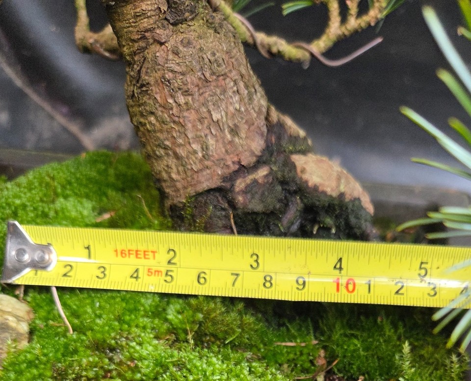 Bonsai Japanese White pine - Kinpo | eBay