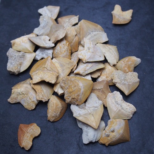 100 Grams Shark Squalicorax Pristodontus Corax Tooth Teeth Fossil lot ...