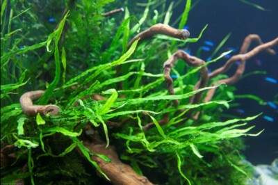 Needle leaf Java Fern PUP (Microsorium) - Live Aquarium Plant Fish Tank ...