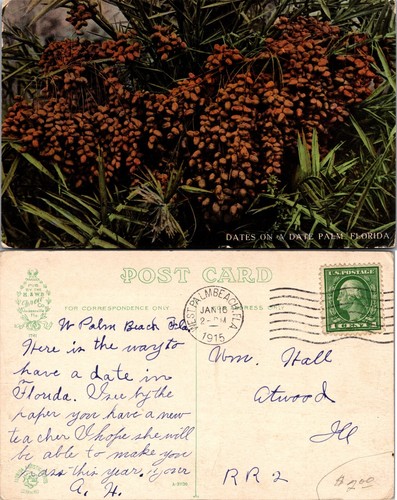 Dates on Date Palm Tree West Palm Beach Florida FL Postcard | eBay