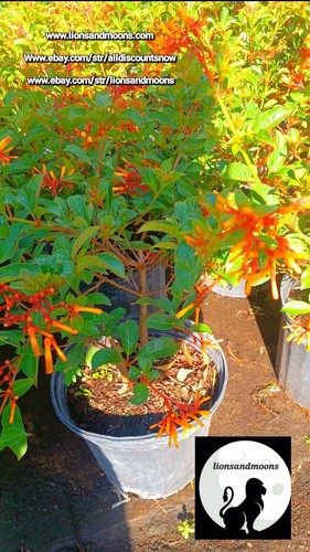 Firefly Dwarf Red Firebush Live Plant Orange Yellow Flower 3 Gal 4ft | eBay