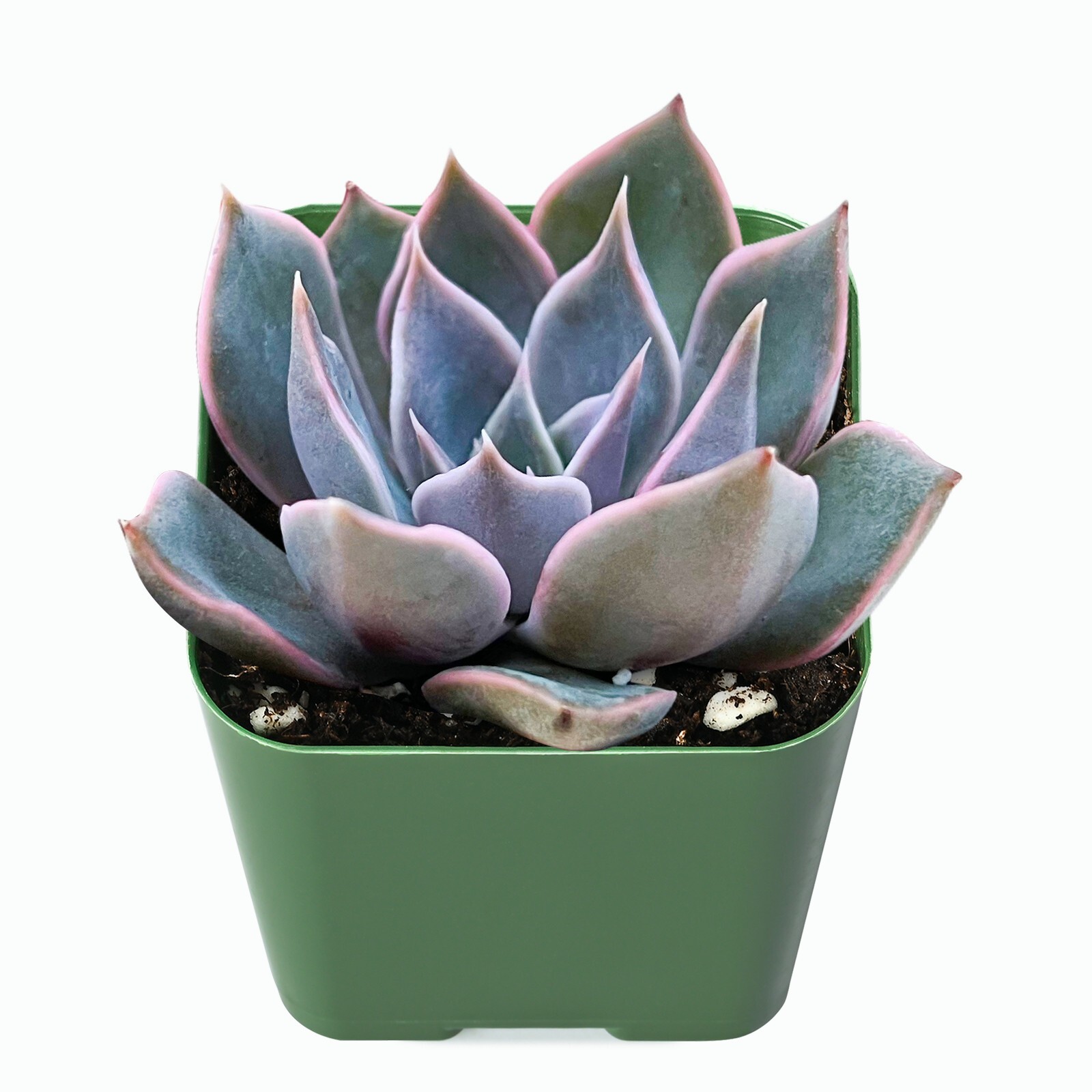 Echeveria Mensa Rooted in 2" Planter Rare Living Wedding Succulents ...