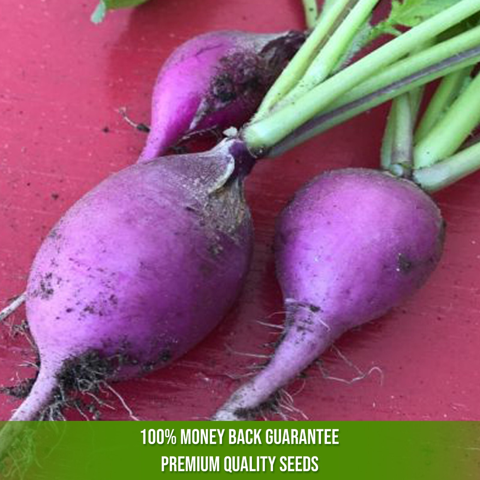 RADISH Mini Purple 10 Seeds Hybrid Radish MINI VEGETABLES | eBay