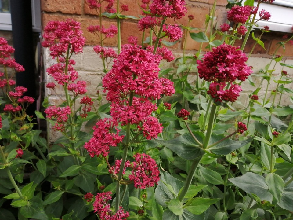 2 x Red Valerian Perennial Centranthus Ruber Pink ex. 9-12cm pots Bee ...