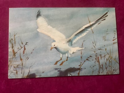 Seagull Landing Postcard | eBay