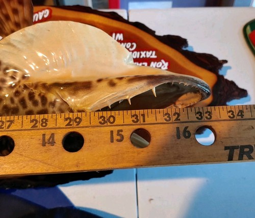 VTG REAL FISH TAXIDERMY 33" Tiger MUSKY WALL MOUNT By Lax Thaddues Lake ...