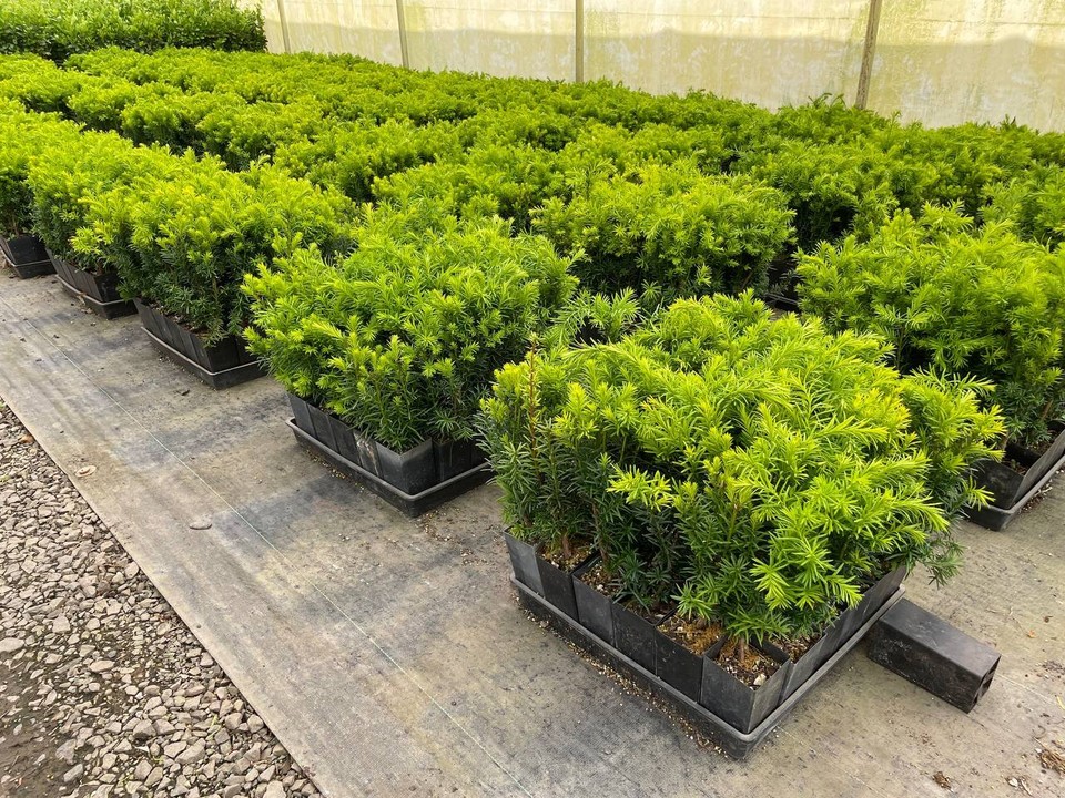 Taxus x media 'Hicksii' - Hicks Yew *Live Plant | eBay