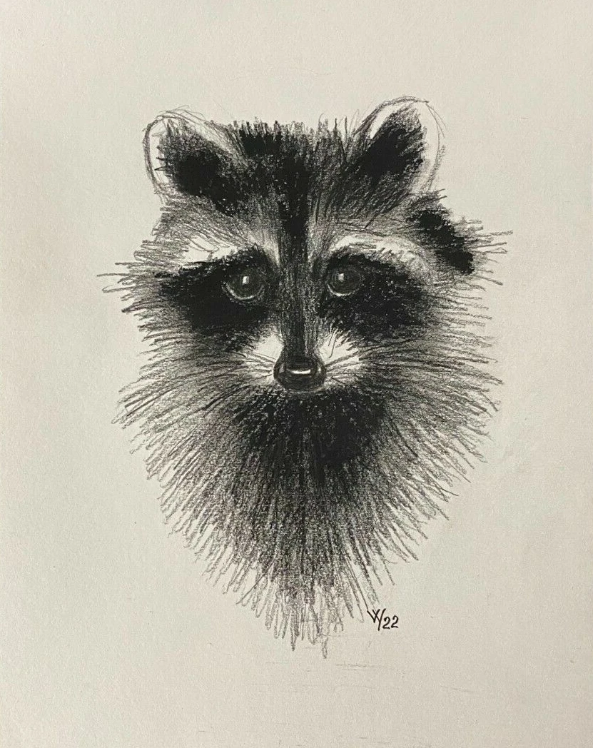 Cute Raccoon Drawing