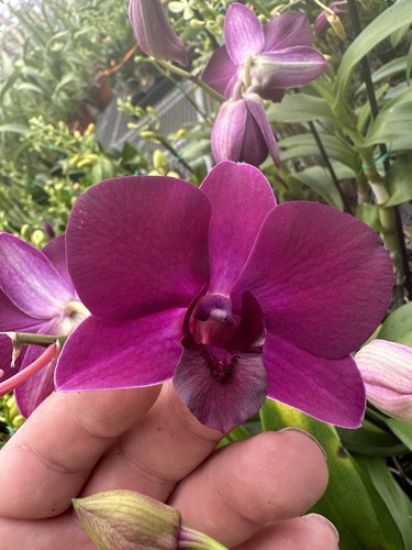 Dendrobium Popper Red deep color Orchid Plant Den Ee | eBay