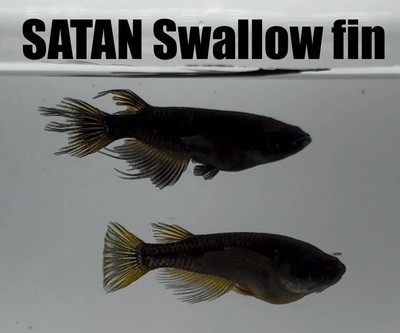 Satan swallow fin medaka fish | eBay