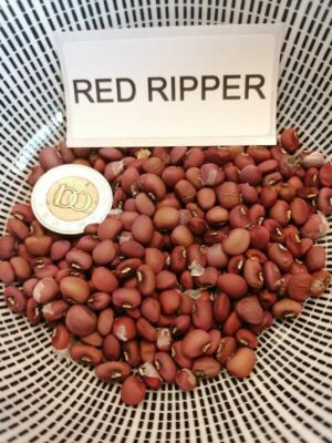 Red Ripper Cowpea - Black-eyed-pea - Bean - 5+ seeds - Heirloom Seeds ...