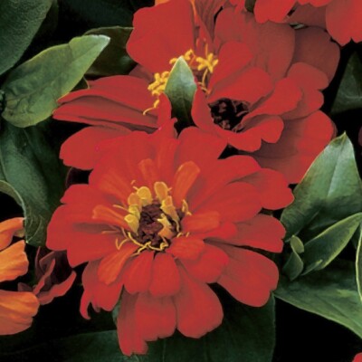 Zinnia Seeds Zinnia Short Stuff Deep Red 25 Flower Seeds | eBay