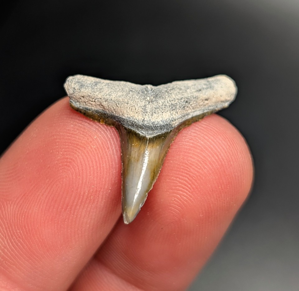 Breathtaking Quality Lemon Shark Tooth Unique Patterns BV Florida Gem ...