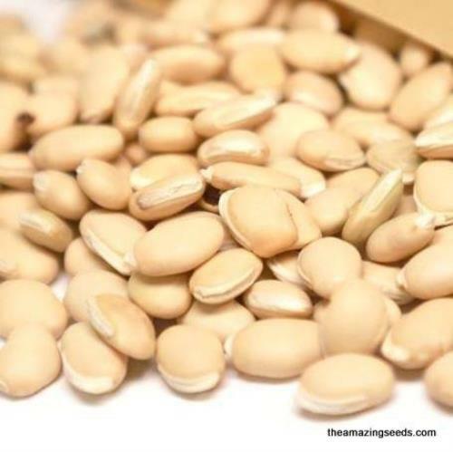 Hyacinth Bean seeds /HighYielding Delicious Asian Bean Variety/ Papdi ...