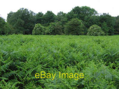 Photo 6x4 Sea of bracken Norbury Common To the east of the Norbury ...