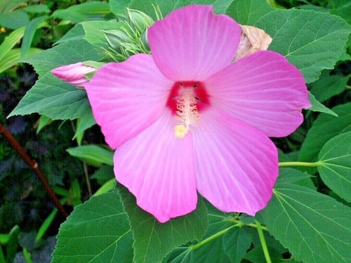 ONE PINK SWAMP ROSE MALLOW PLANT - Hibiscus moscheutos | eBay