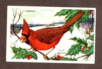 c1960 Durham Life Insurance Company / Jack Murray CARDINAL trade card ...