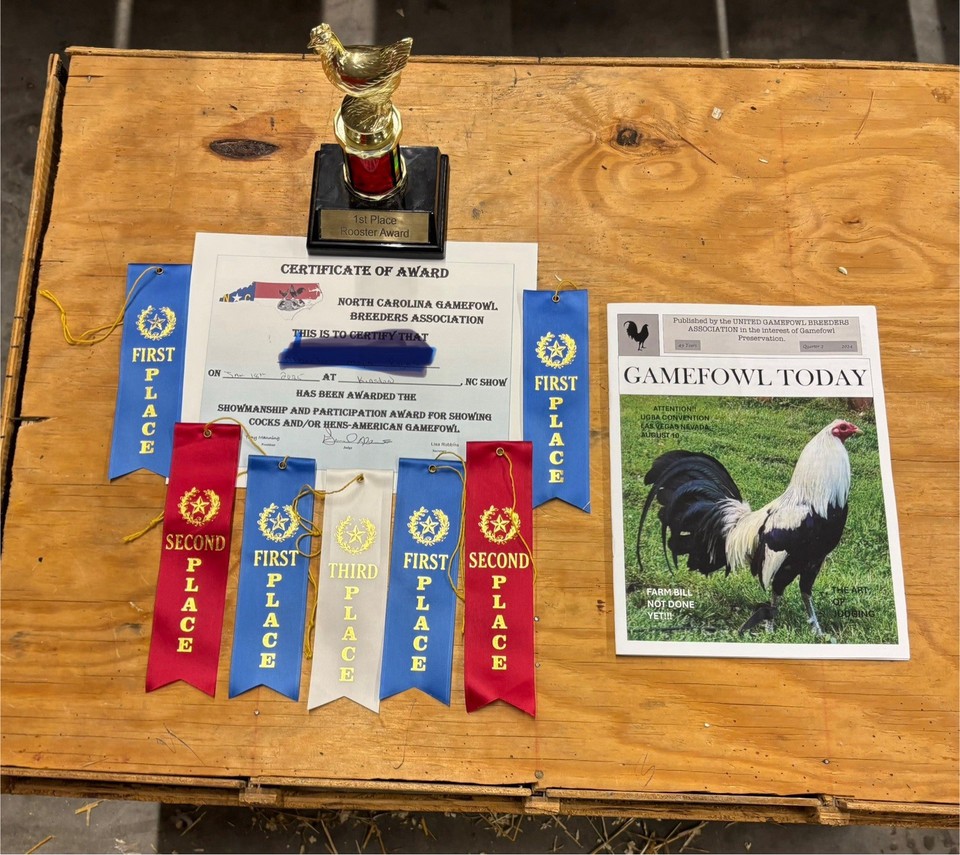 Pure Hennie ( Pullet Hatching ,Eggs american gamefowl, poultry, chicken ...