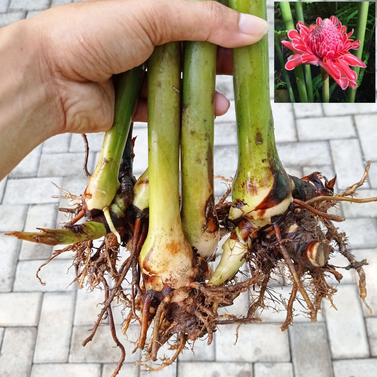 Red Ginger Root