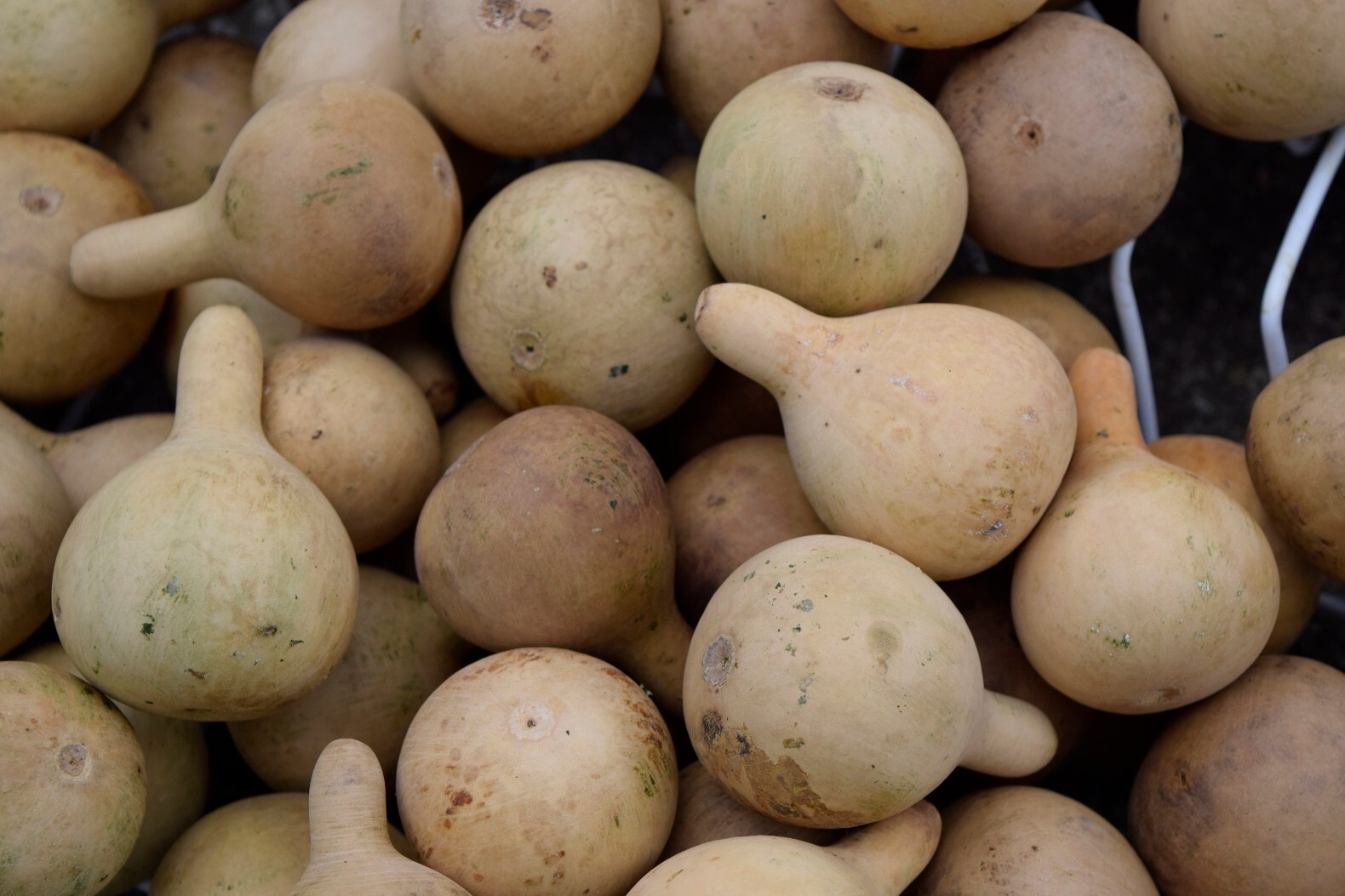 15 Dried Small Tennessee Spinner Gourds for crafts Free Shipping | eBay