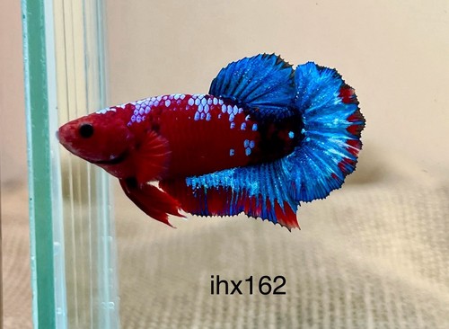 LiVe BeTtA FisH HMPK ** HelLBoY GAlaXy** {Imported FeMale} ~ (ihx162 ...