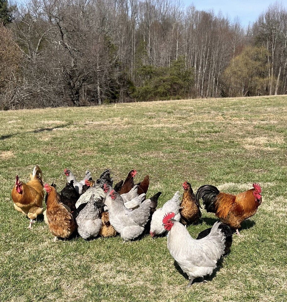 12 Fertile Mystery Chicken Hatching Eggs Barnyard Mix *RARE BREED ...