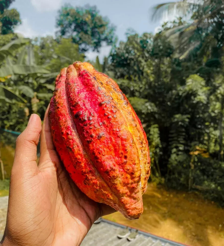 50+ Chocolate Tree Seeds Theobroma Cacao -CRIOLLO Cocoa Garden Seeds ...