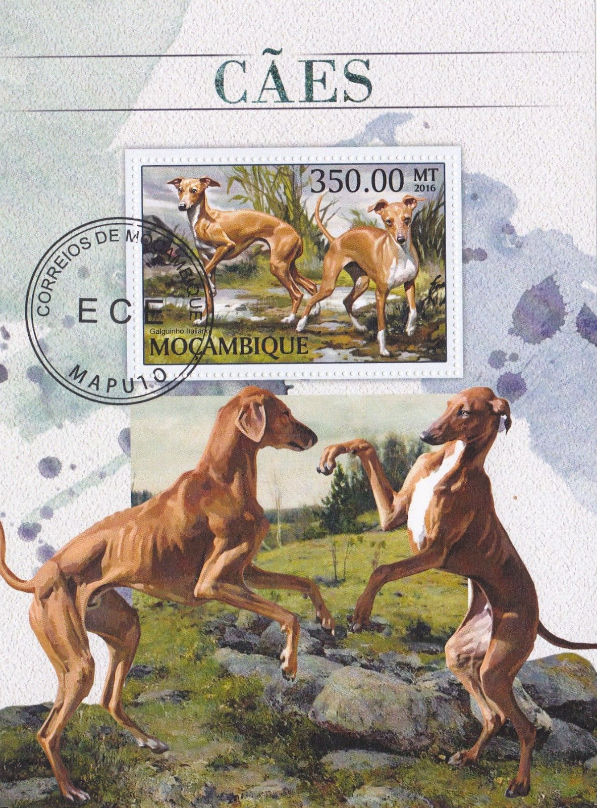 Italian GREYHOUND AZAWAKH WINDSPIEL Windhund Hunde / Dogs # 1 | eBay