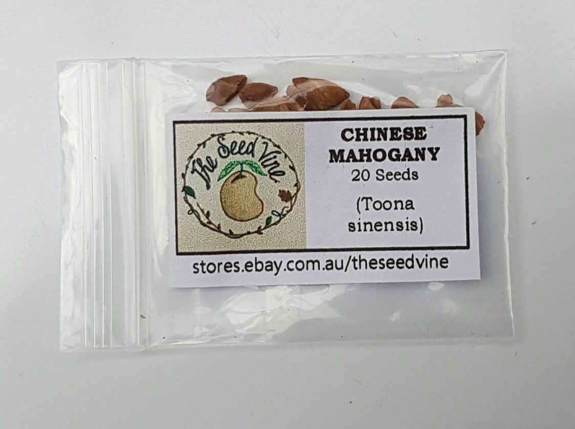 20+ CHINESE MAHOGANY TREE SEEDS (Toona sinensis) Timber Flower Edible ...