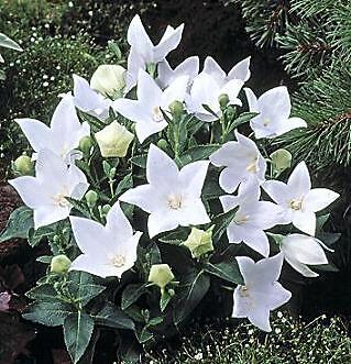 Platycodon Mini Balloon White 1,000 seeds | eBay