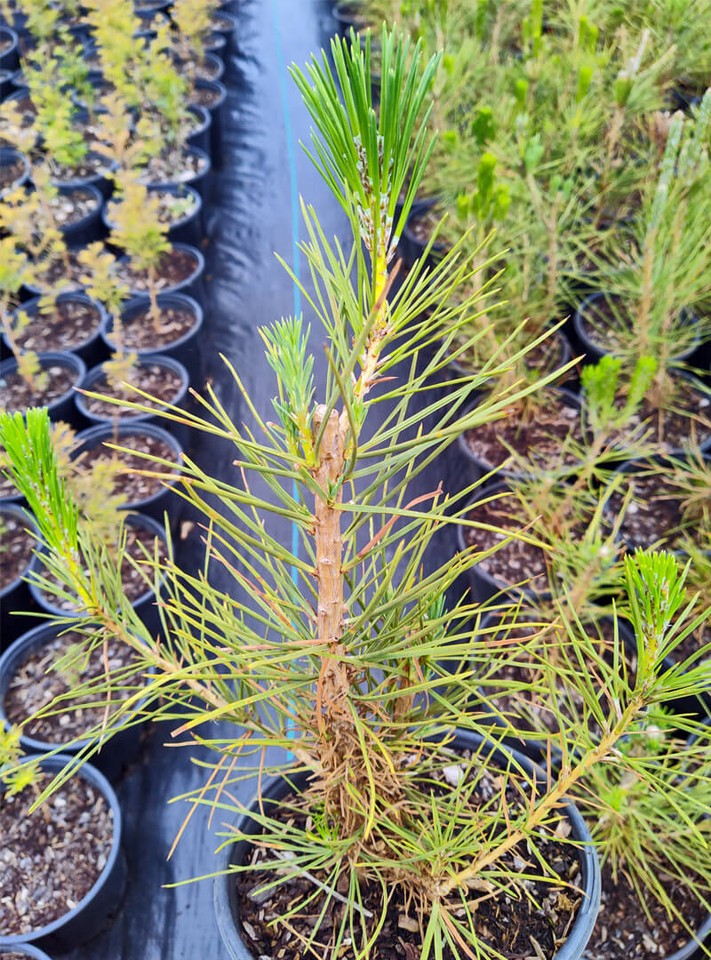 Japanese Black Pine Tree 12 -14" live seedling - Pruned for pre bonsai ...