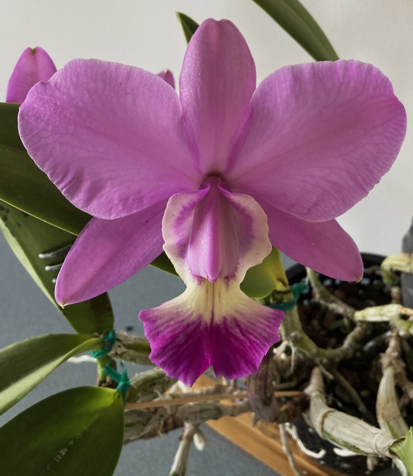 Orchid. walkeriana 'Alysha' HCC/AOC. In flower now SPECIES | eBay Australia