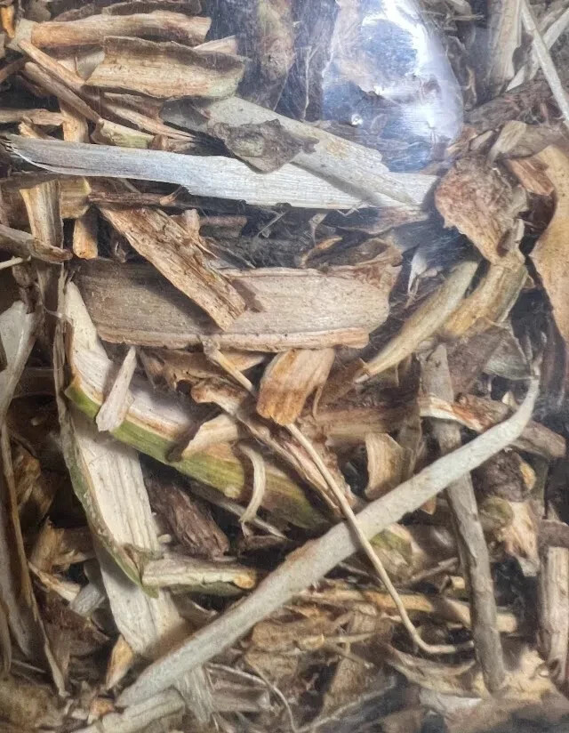 Devil's Club Root Bark c/s wildcrafted .25oz | eBay