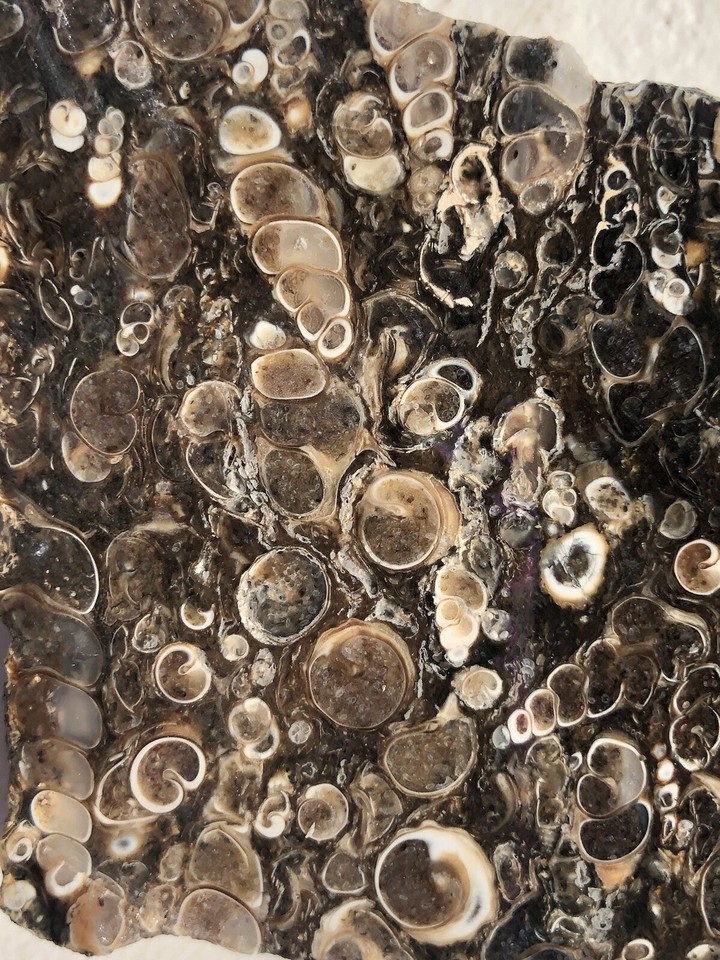 TURRITELLA AGATE Fossil Specimen Rough Slab Lapidary Cabbing 5.3 Oz | eBay