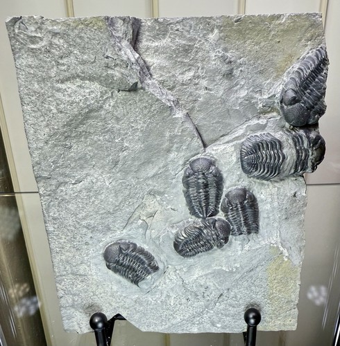 NICE Phacops Trilobite Plate ~ Penn Dixie New York ~ Devonian Period | eBay