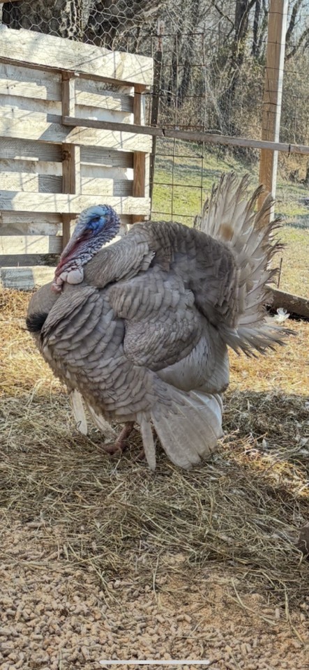 4 Blue Slate Turkey Hatching Eggs | eBay