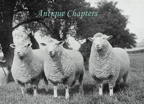 The Kent or Romney Marsh Sheep 1924 3pp Photo Article D674 | eBay