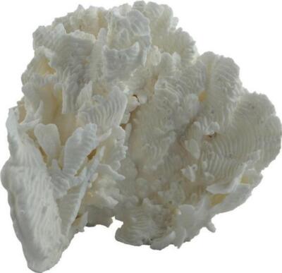 Sculpture Rugosa Coral Small Colors May Vary Variable Acrylic Base ...