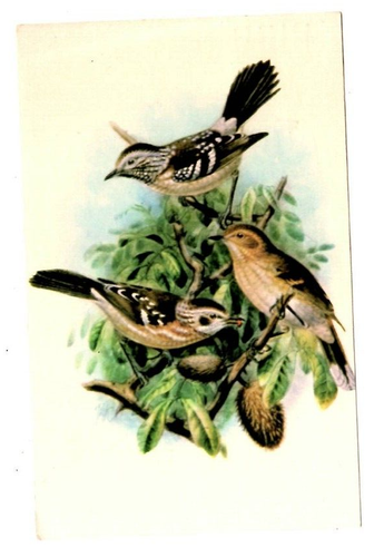 Postcard 1974 Elepaio Native Bird Hawaii Oahu Kauai Posted Chrome | eBay