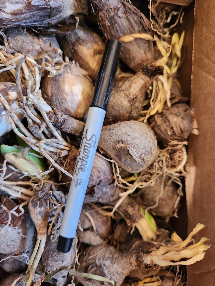 1 Dozen (BABY BULBS) Surprise Lily Bulbs Naked Ladies Resurection Lily ...